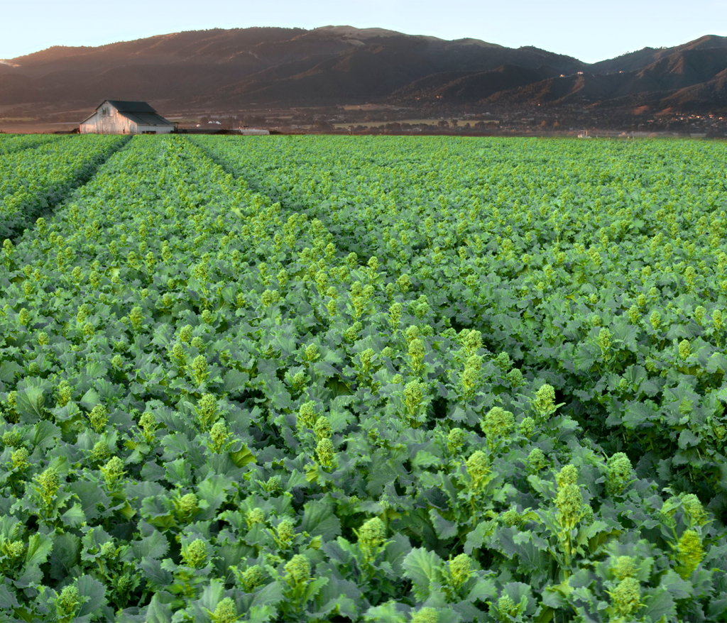 Andy Boy Broccoli Rabe | Breast Cancer Research Foundation