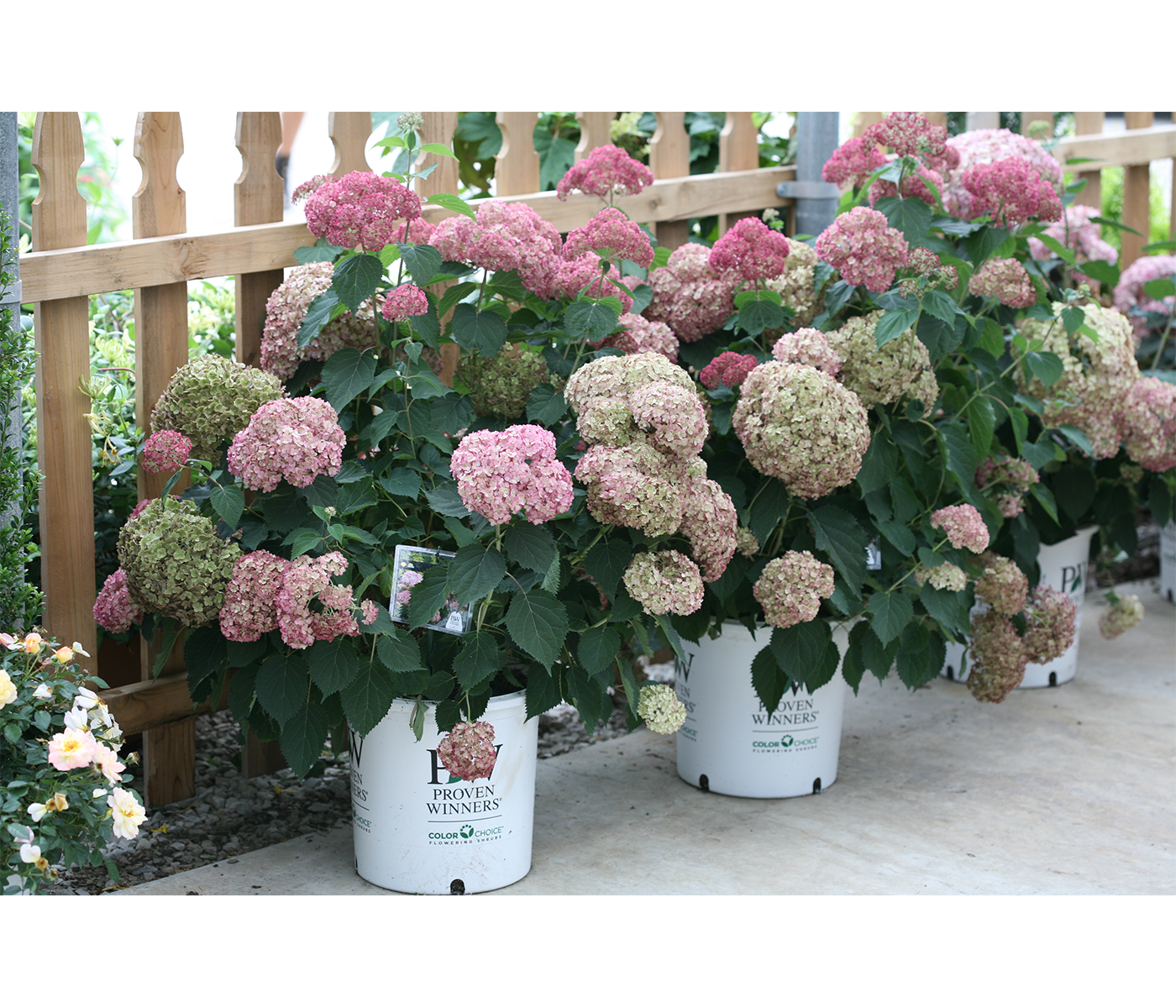 Invincibelle® Spirit II Smooth Hydrangea | Breast Cancer Research ...