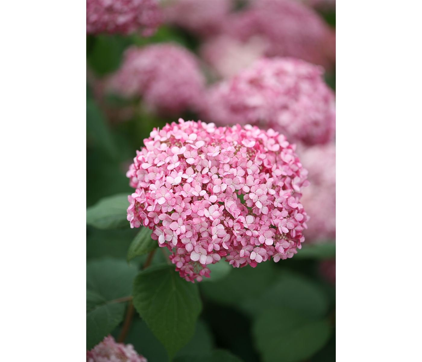Invincibelle® Spirit II Smooth Hydrangea | Breast Cancer Research ...
