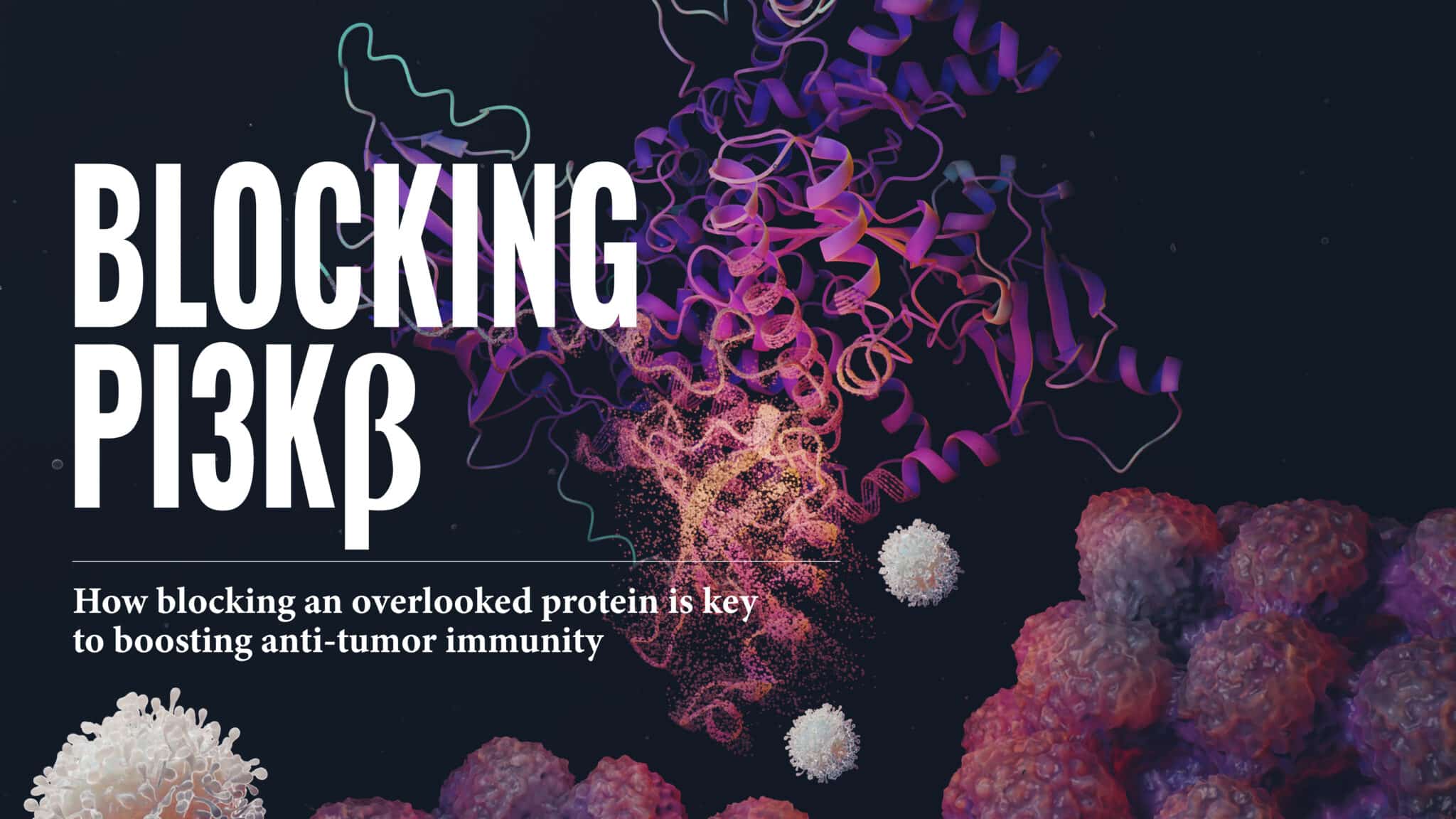 BCRF Investigator Reports Dual Function for a Key Signaling Protein ...